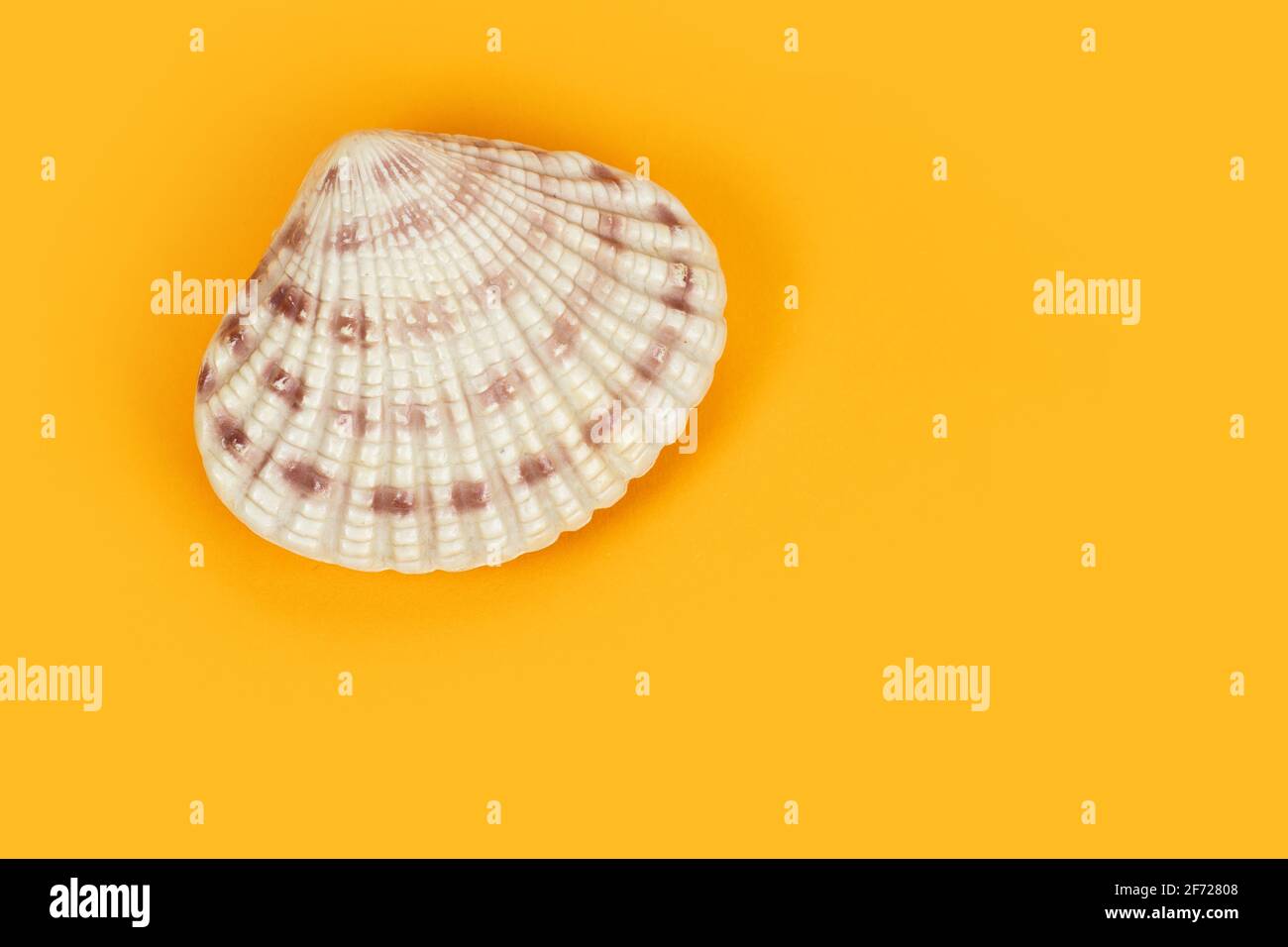 Sea shell on yellow background. Summer. Sea Stock Photo - Alamy