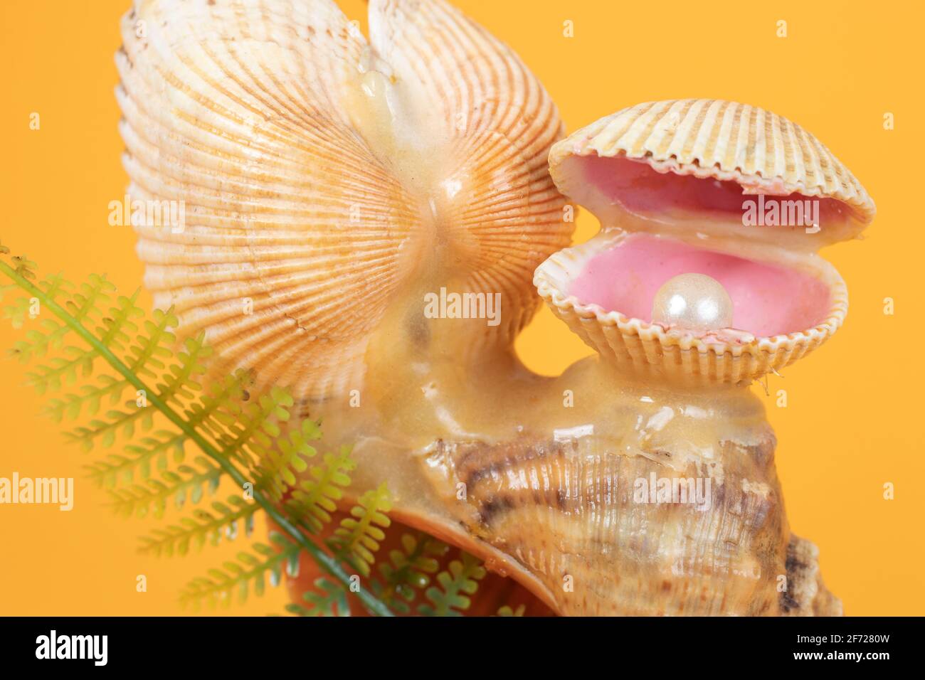 An open shell with a pearl. decoration Stock Photo - Alamy