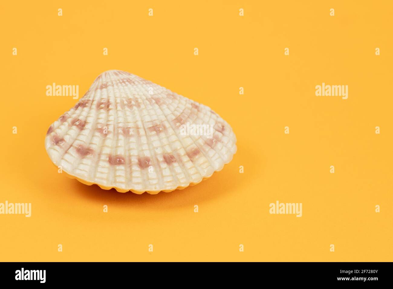 Sea shell on yellow background. Summer. Sea Stock Photo - Alamy