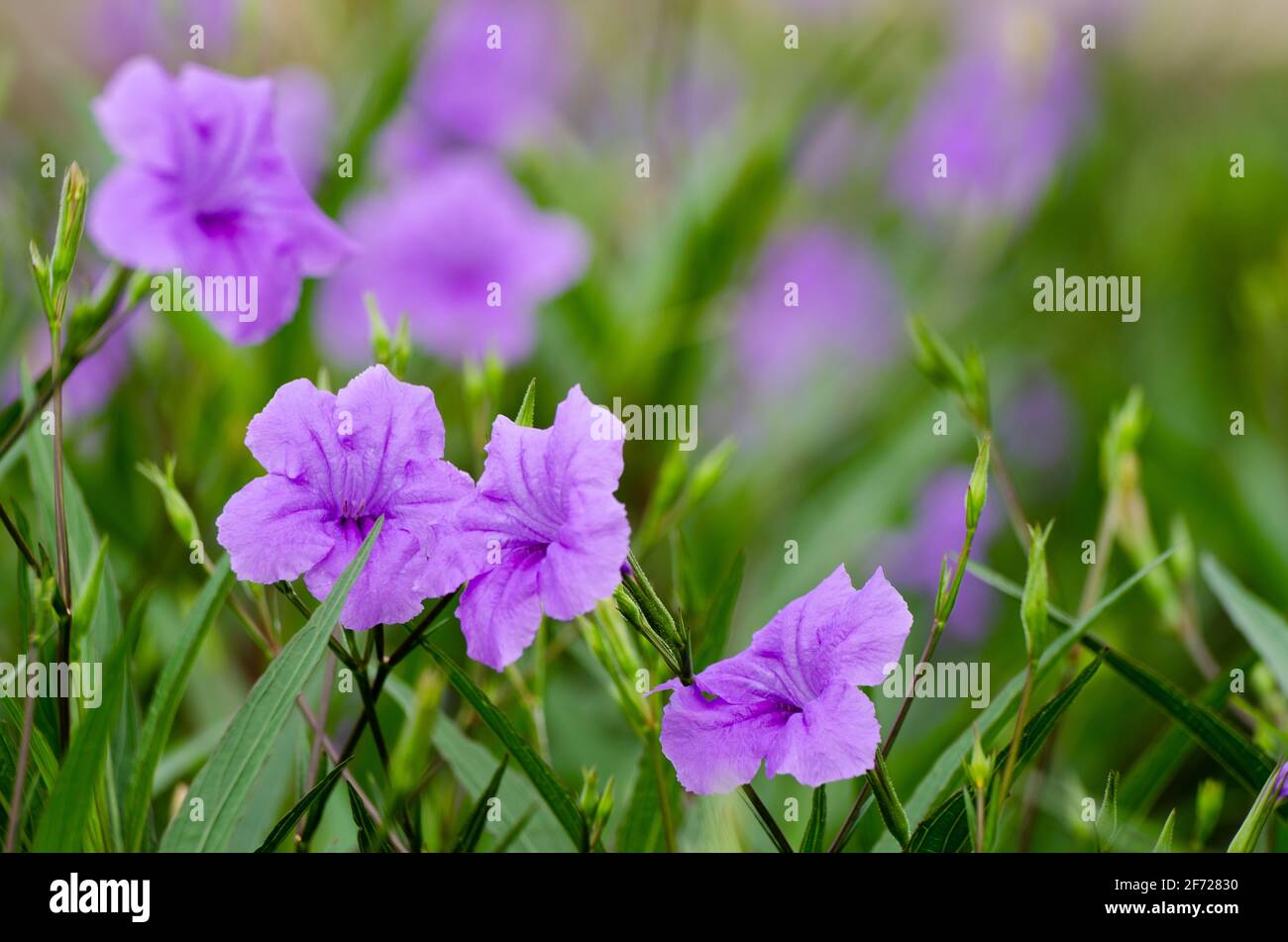Plant at the road side Stock Photo - Alamy