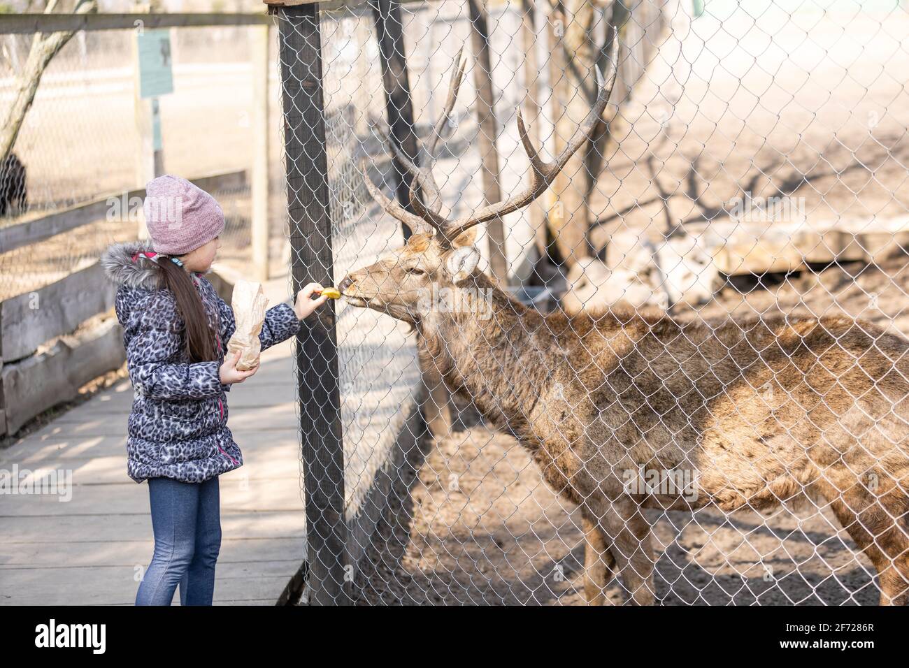 Beautiful little girl hugging animal ROE deer in the sunshine ...