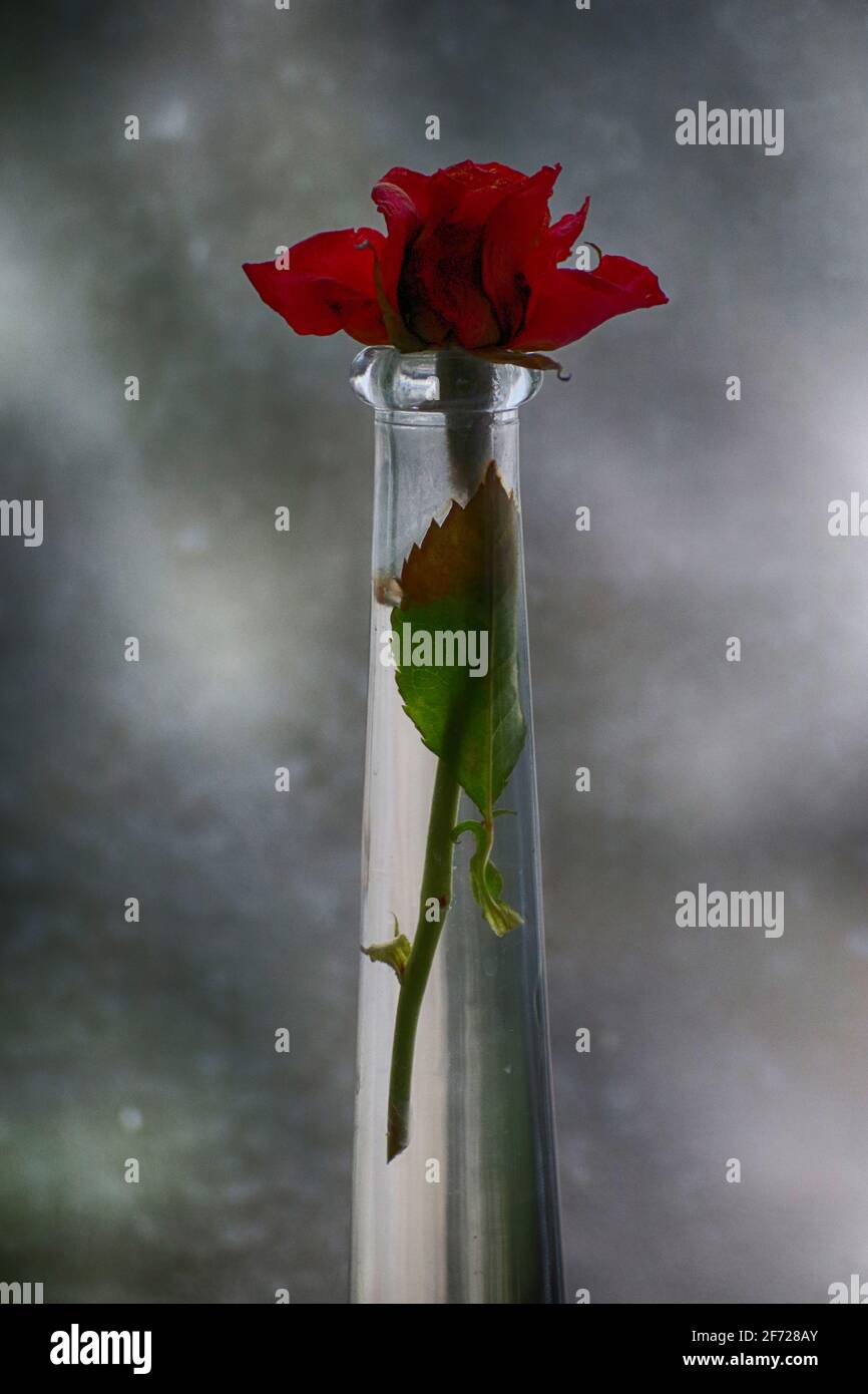 winter red rose blossom in glass in front of the window, nature still ...