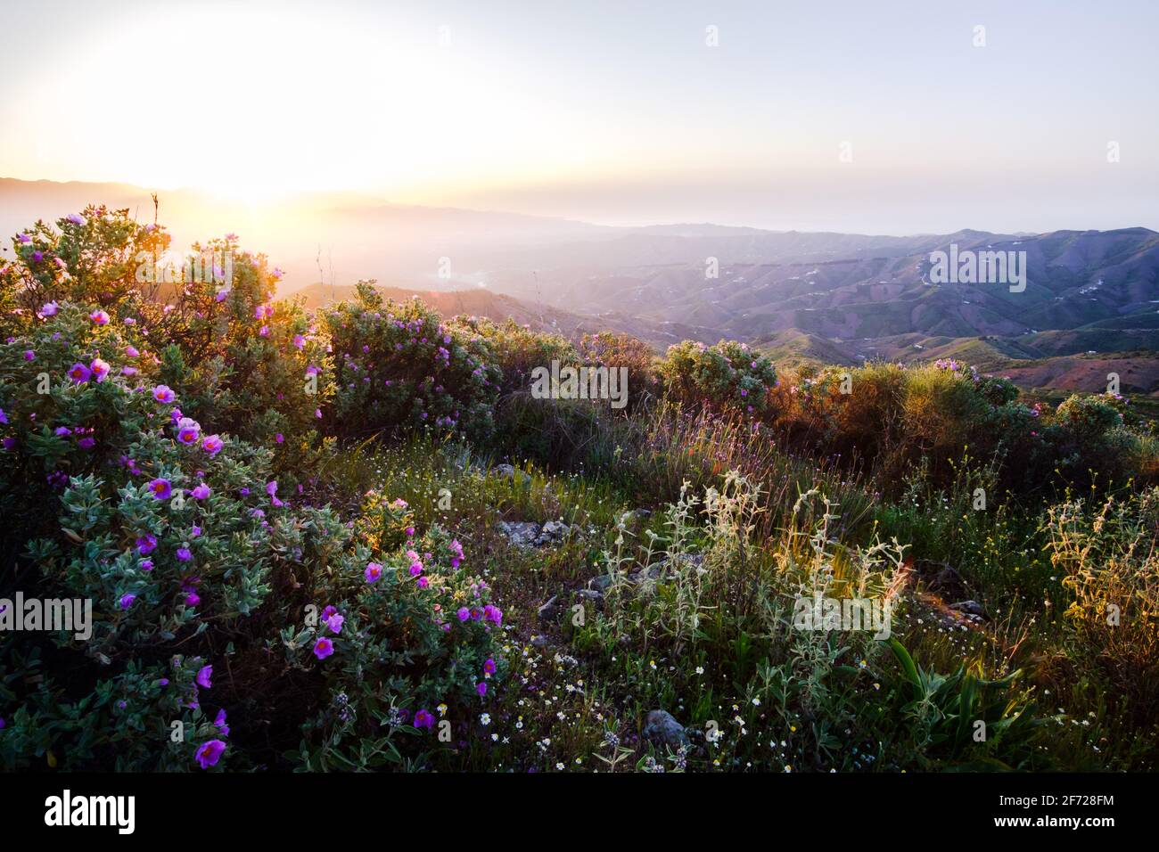 Spring in the Axarquia countryside, Malaga, Andalucia, Costa del Sol ...