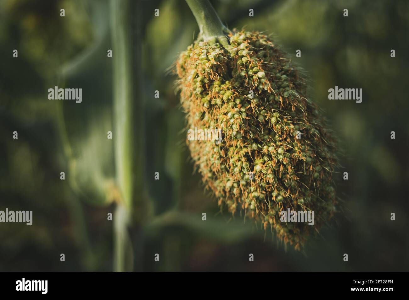Jowar sorghum hi-res stock photography and images - Alamy