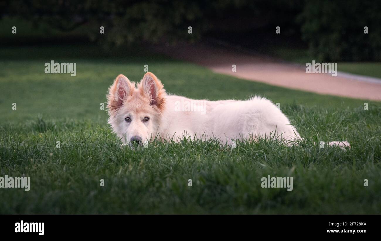 Shepperd hi-res stock photography and images - Alamy