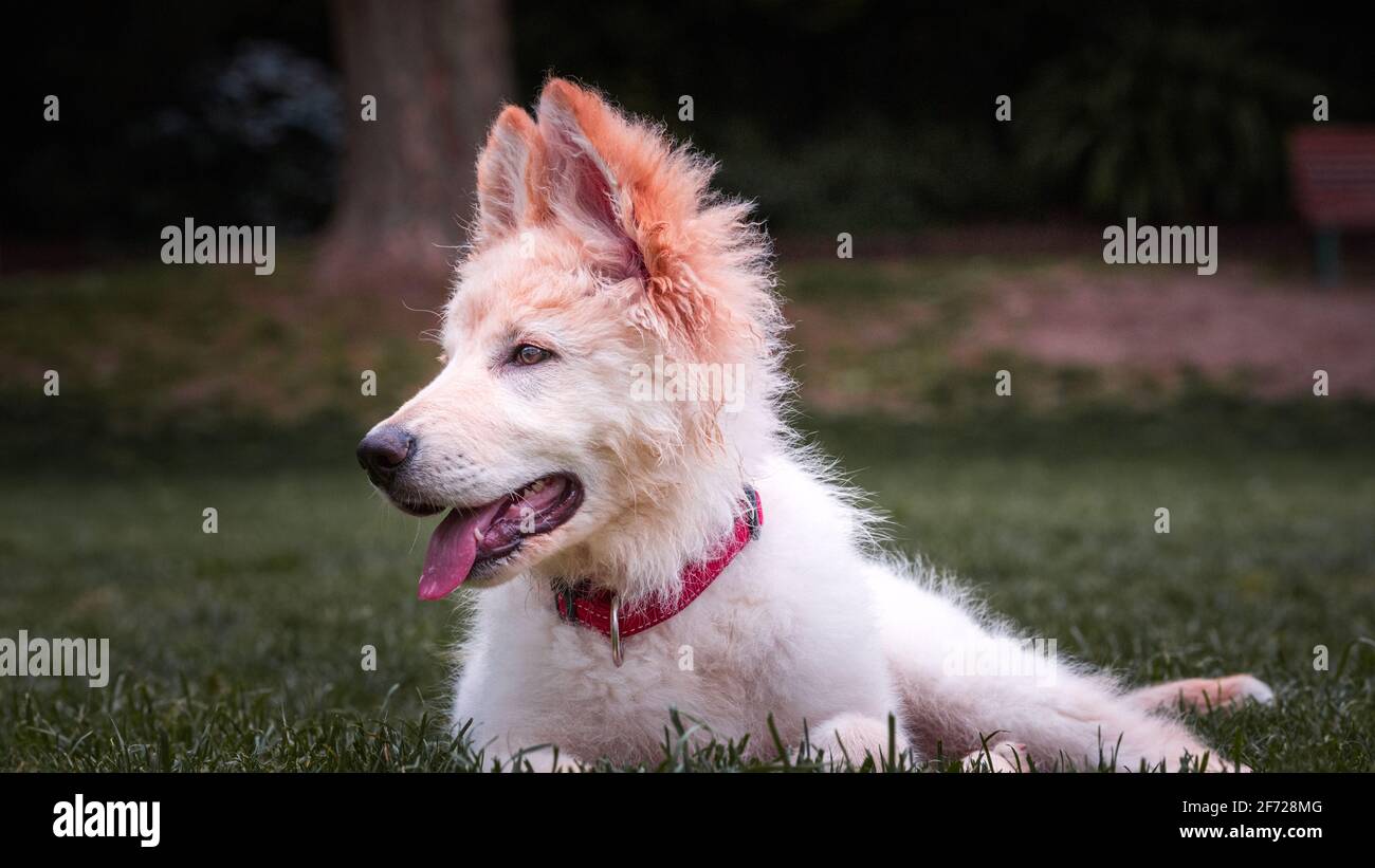 White shepperd hi-res stock photography and images - Alamy