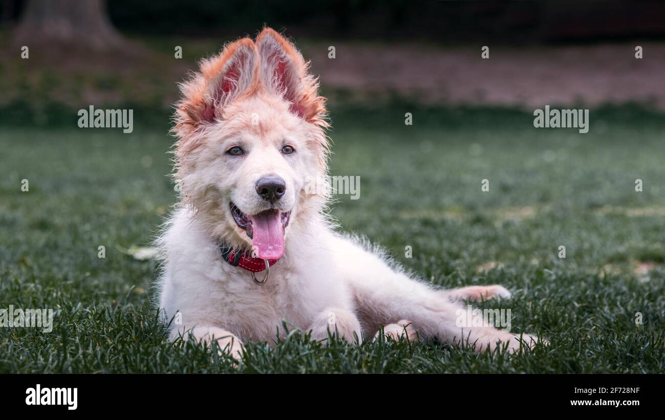 White shepperd hi-res stock photography and images - Alamy