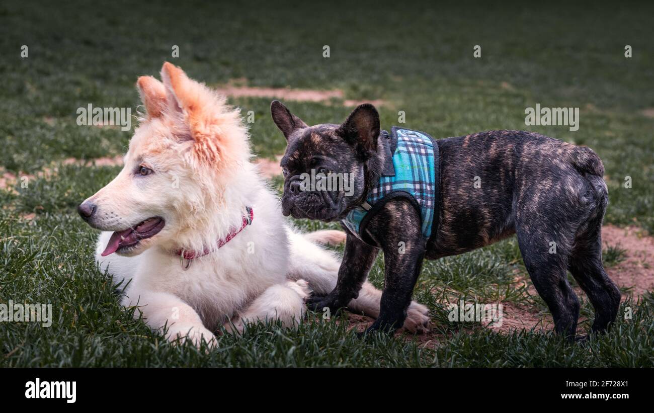 Fox shepherd hi-res stock photography and images - Alamy