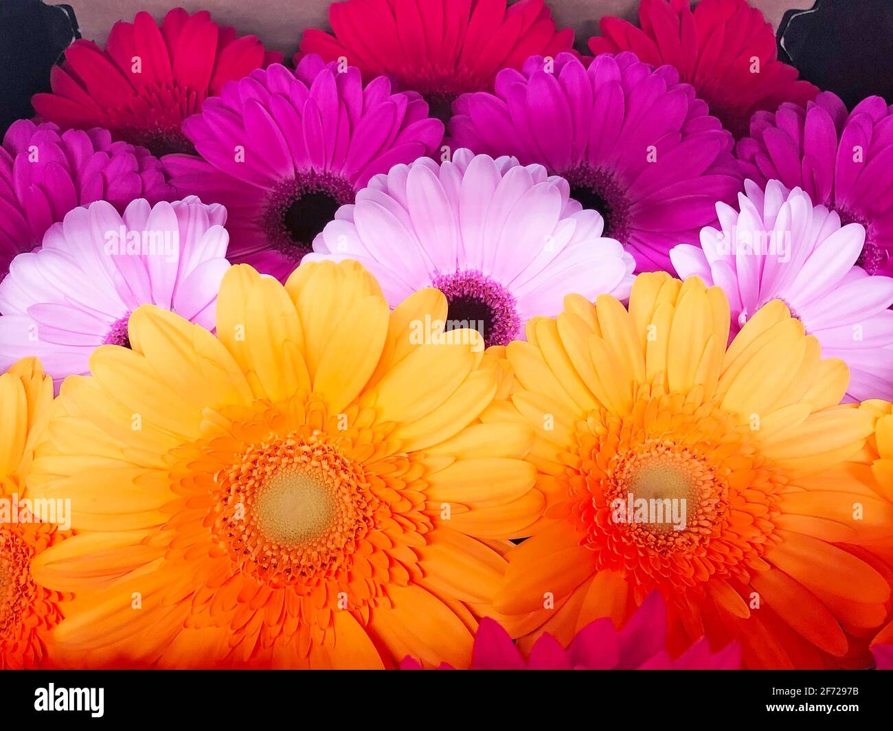 Gerberas of various varieties and colors, close up view Stock Photo - Alamy