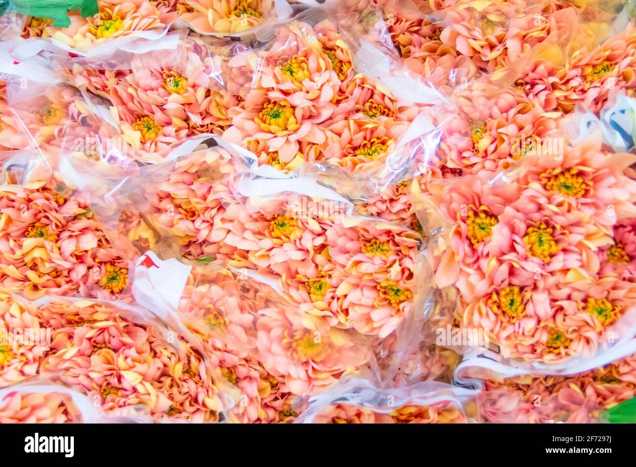 Peach mums hi-res stock photography and images - Alamy
