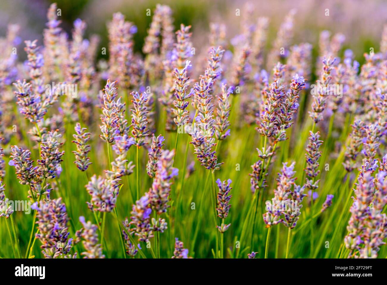 colorful spring flowers Stock Photo - Alamy