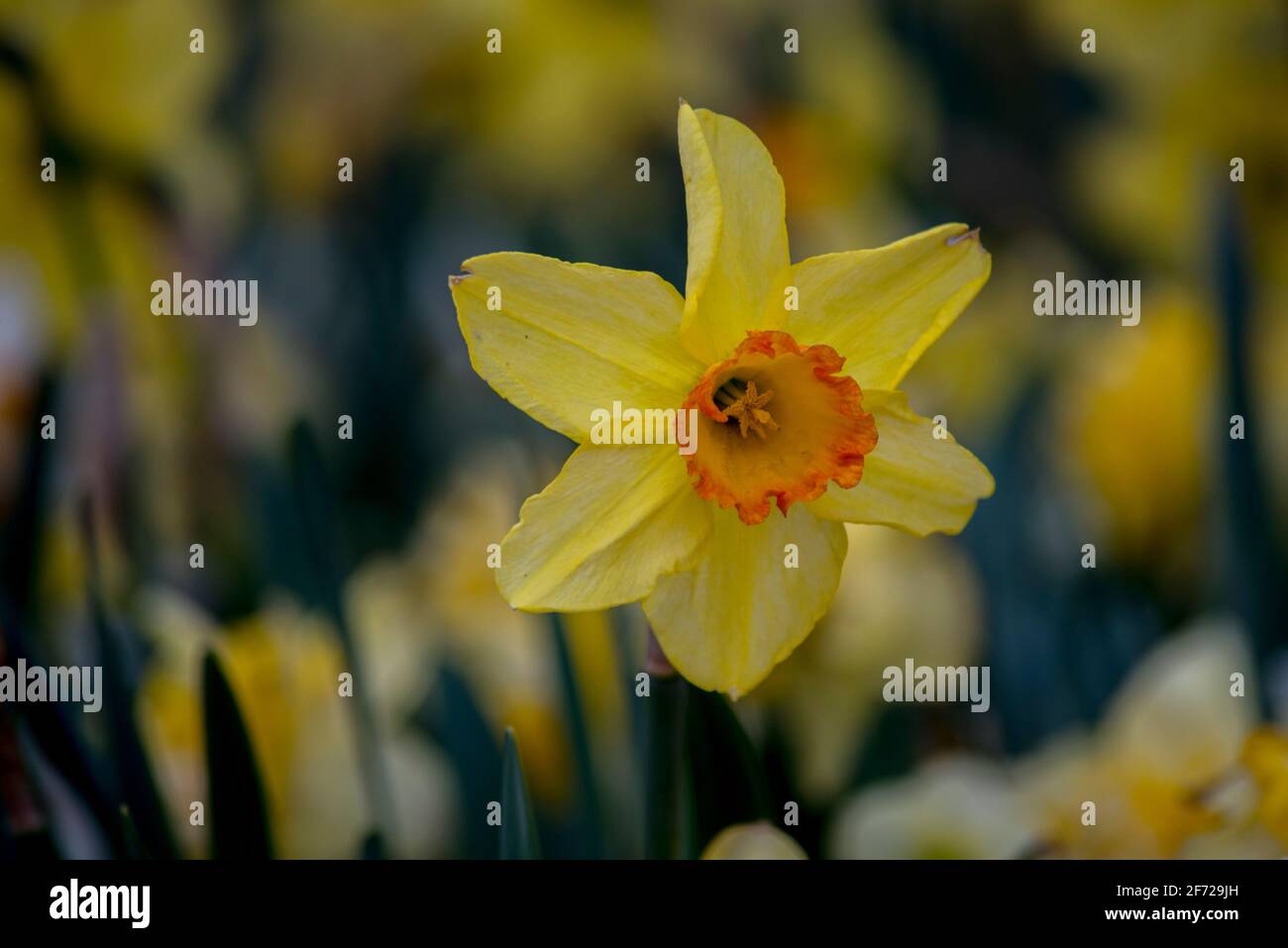colorful spring flowers Stock Photo - Alamy
