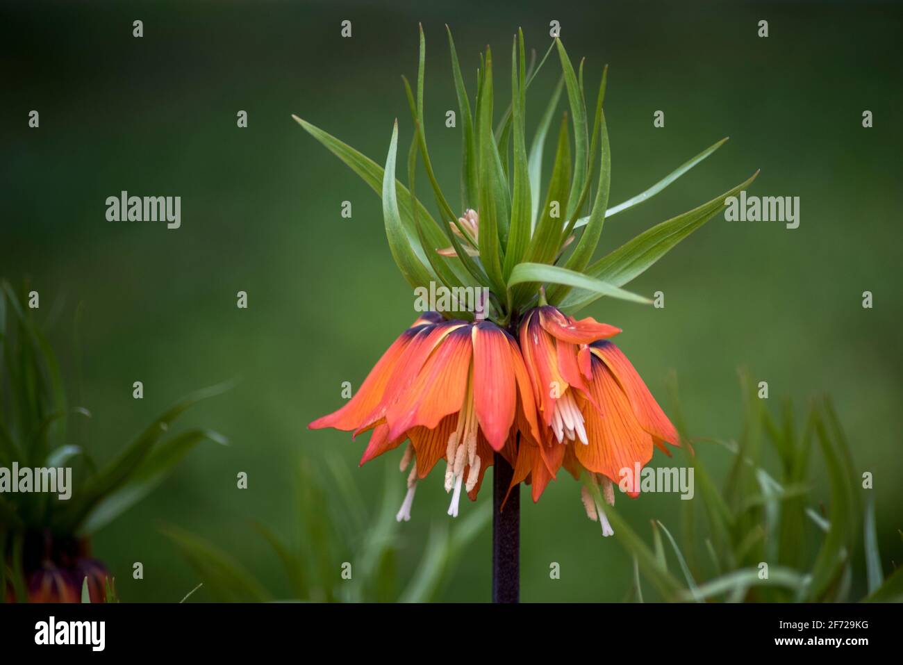 Inverted Tulip High Resolution Stock Photography and Images - Alamy