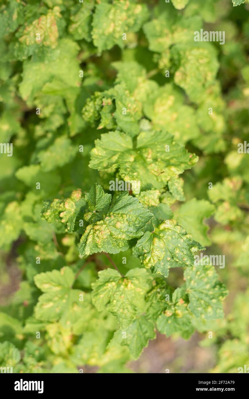 Red currant aphid hi-res stock photography and images - Alamy