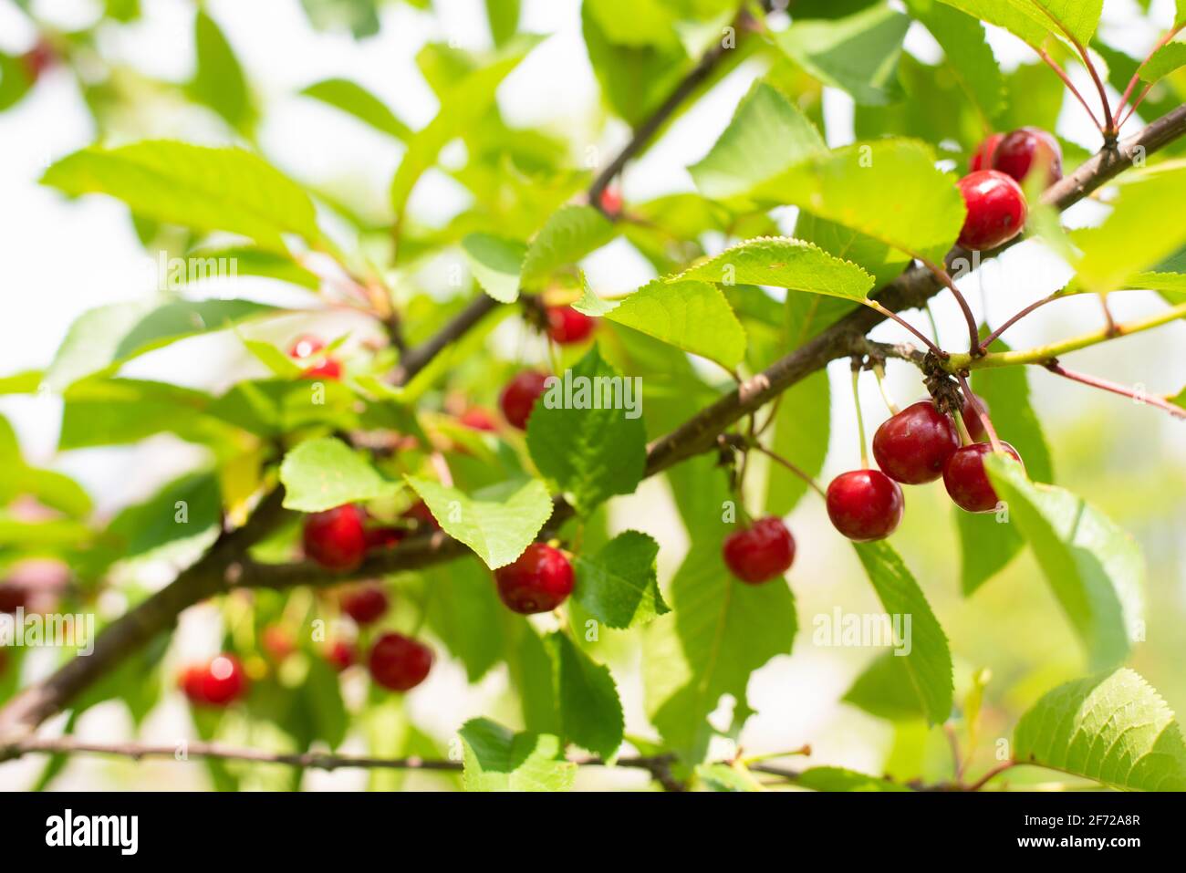 Cherries hanging on a cherry tree branch Stock Photo - Alamy