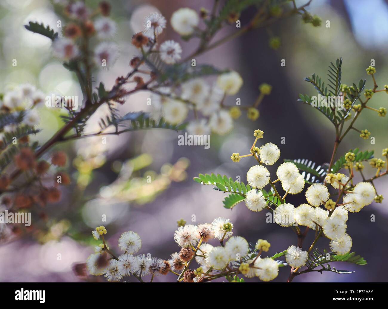Australian woodland scene of yellow flowers and buds of the Australian ...