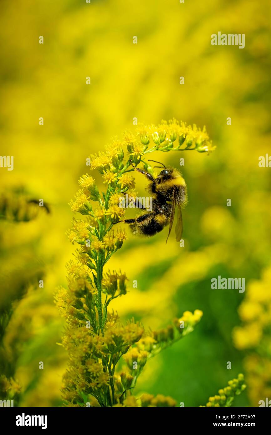 Flowering goldenrod and bee - a medicinal, ornamental and honey plant ...