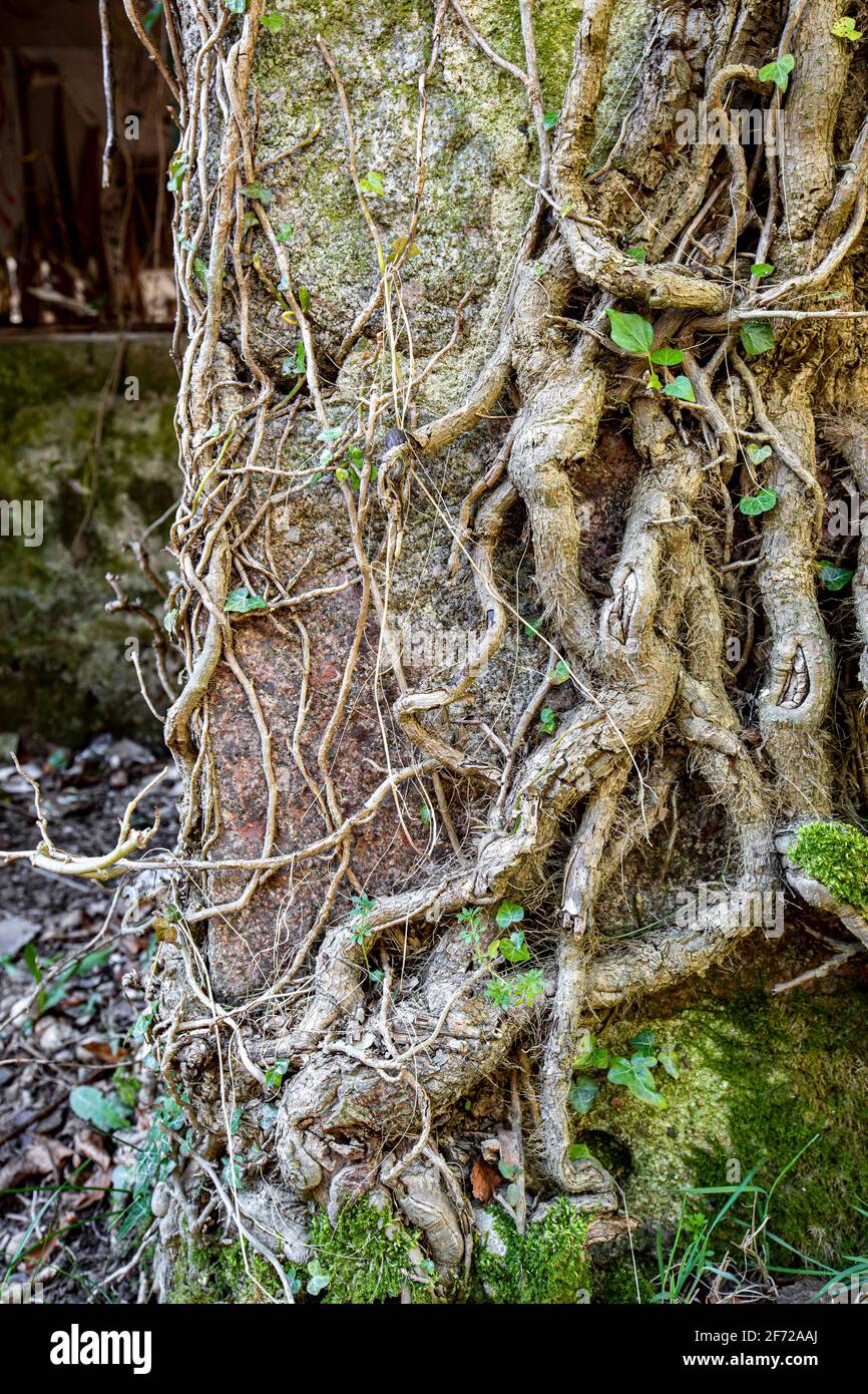 Gnarly roots hi-res stock photography and images - Alamy