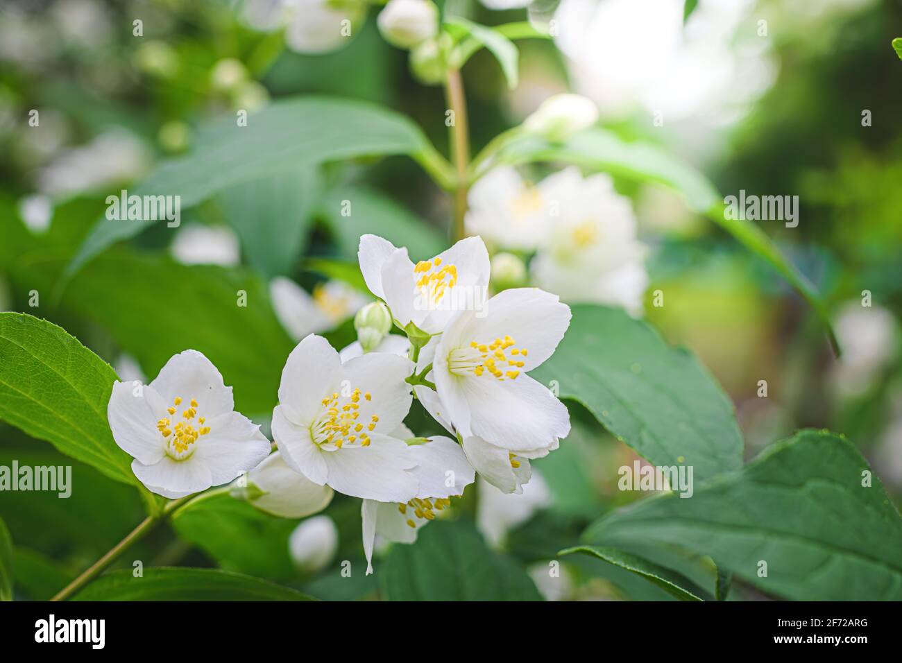 Twig with white jasmine flower close-up in spring on a blur background ...