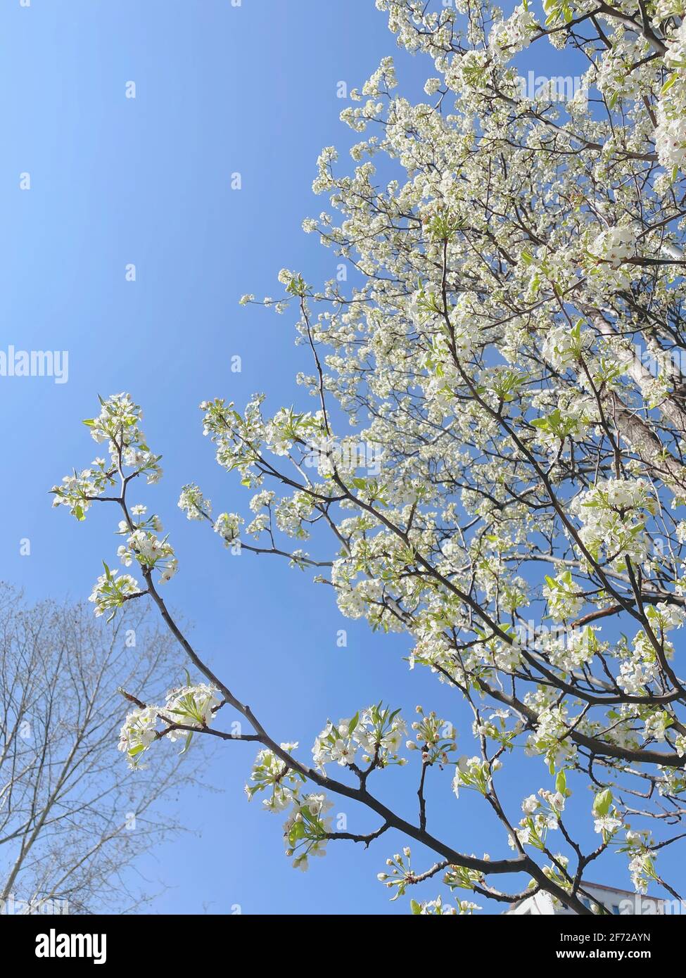 Almond tree blooming on spring Stock Photo - Alamy