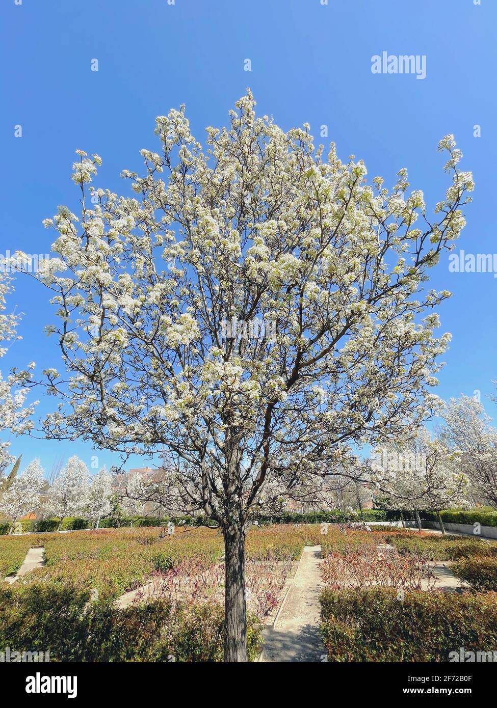 Almond nut shell blossom hi-res stock photography and images - Alamy