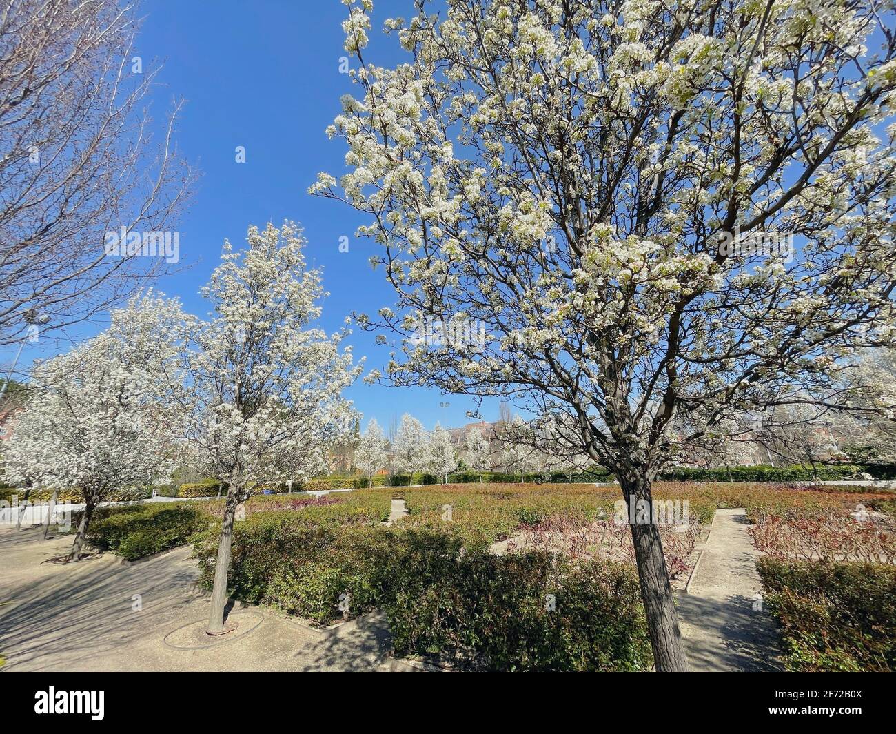 Almond tree blooming on spring Stock Photo - Alamy