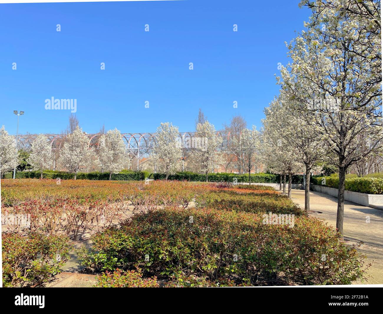 Almond tree blooming on spring Stock Photo - Alamy
