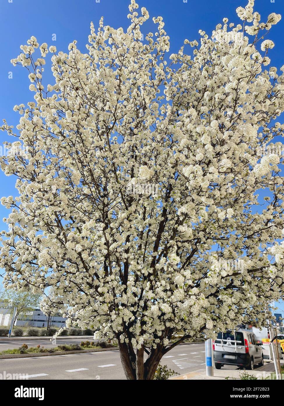 Almond tree blooming on spring Stock Photo - Alamy