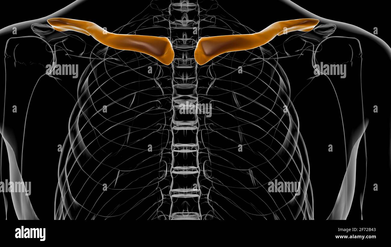Human skeleton anatomy Clavicle Bones 3D Rendering For Medical Concept ...