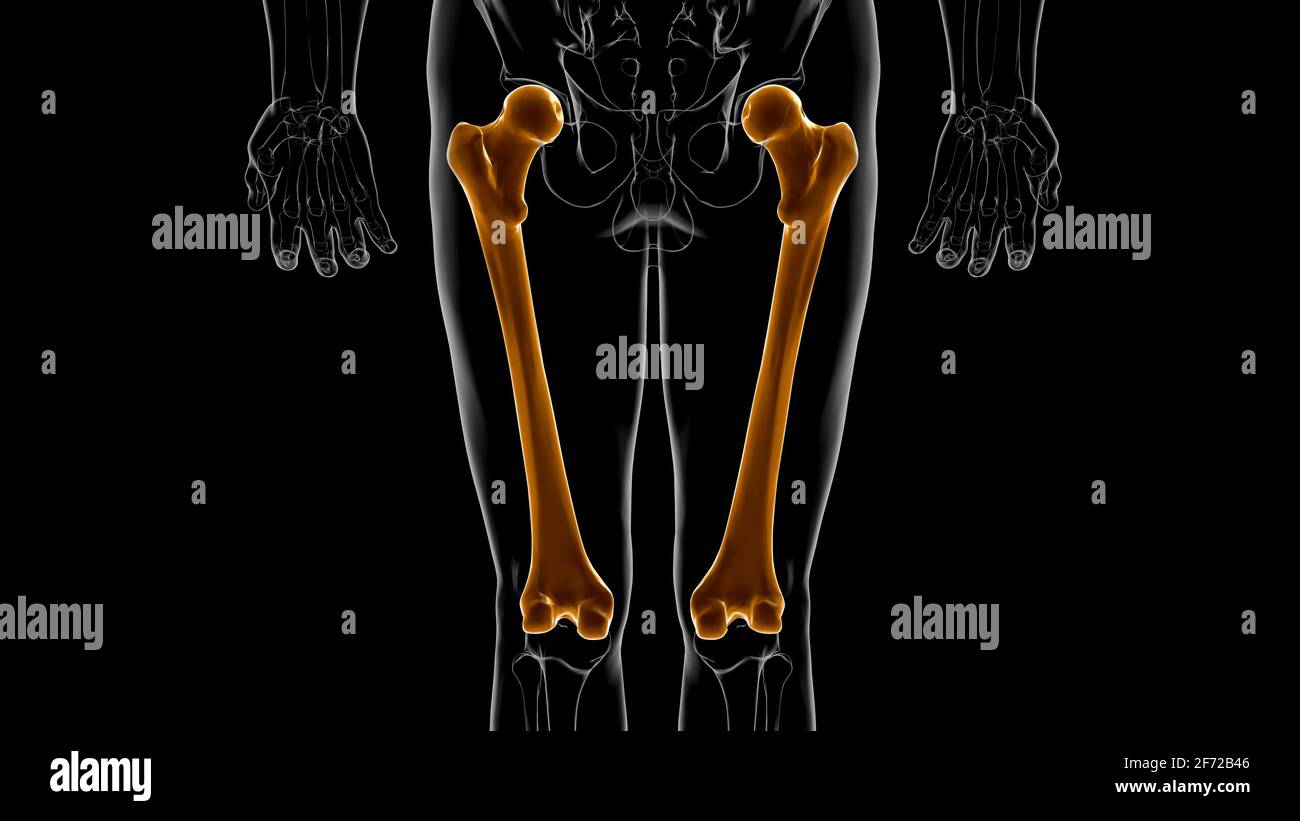 Human skeleton anatomy Femur Bone 3D Rendering For Medical Concept ...