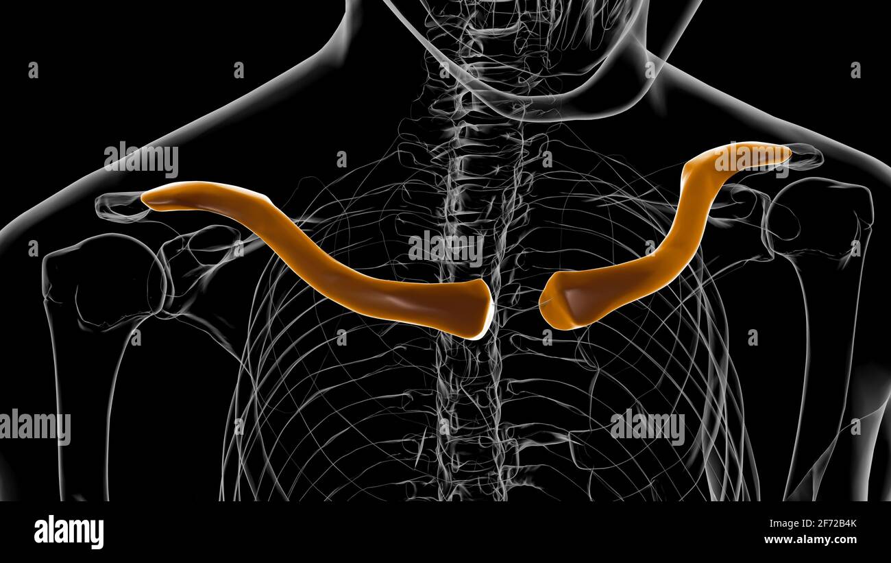 Human skeleton anatomy Clavicle Bones 3D Rendering For Medical Concept ...