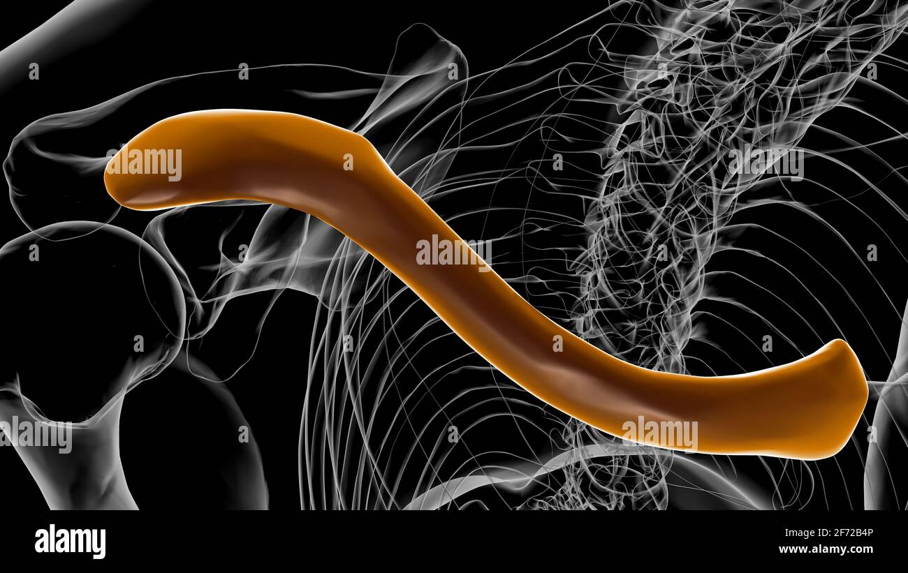 Human skeleton anatomy Clavicle Bones 3D Rendering For Medical Concept ...