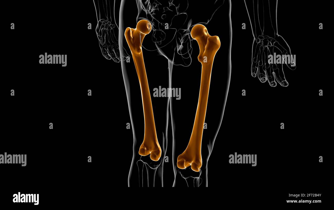 Human skeleton anatomy Femur Bone 3D Rendering For Medical Concept ...