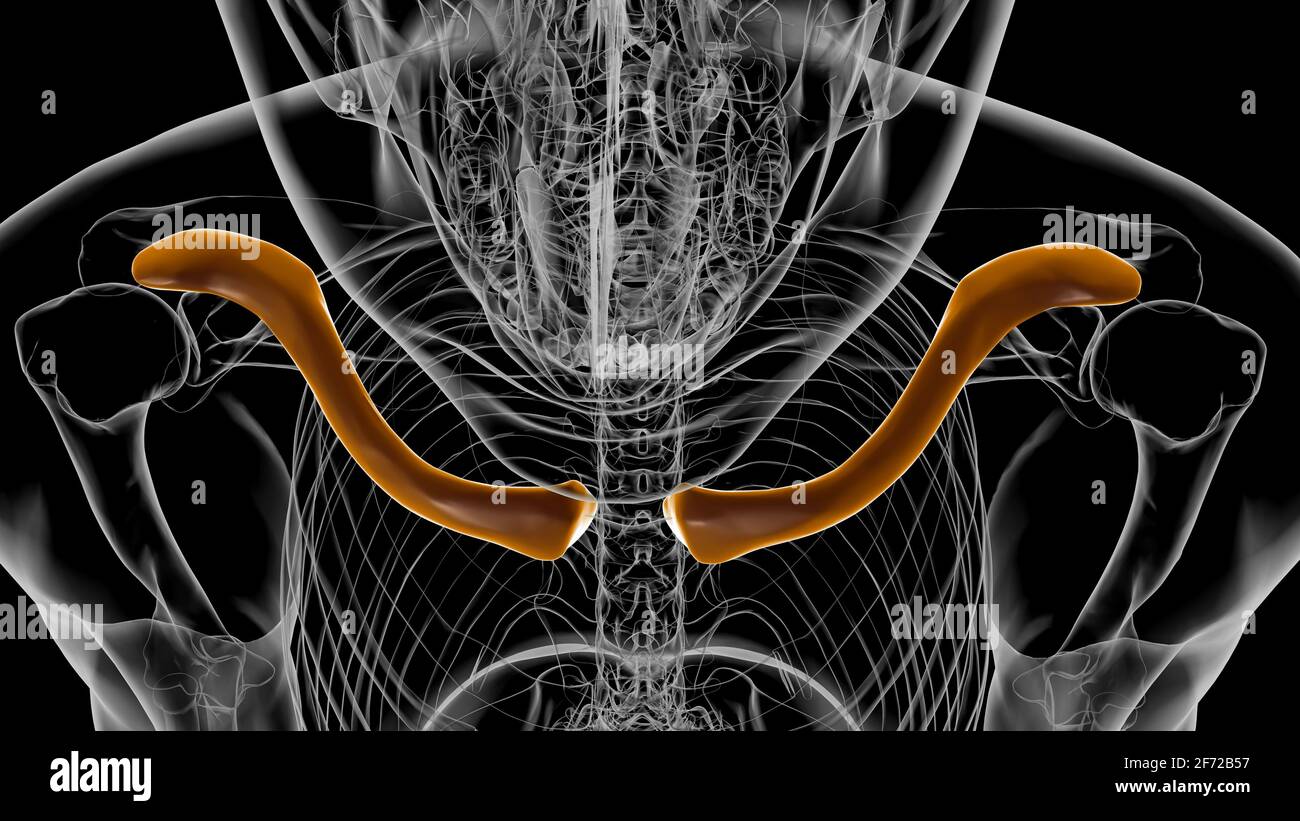 Human skeleton anatomy Clavicle Bones 3D Rendering For Medical Concept ...