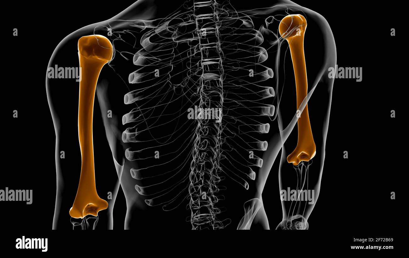Human skeleton anatomy Humerus Bone 3D Rendering For Medical Concept ...