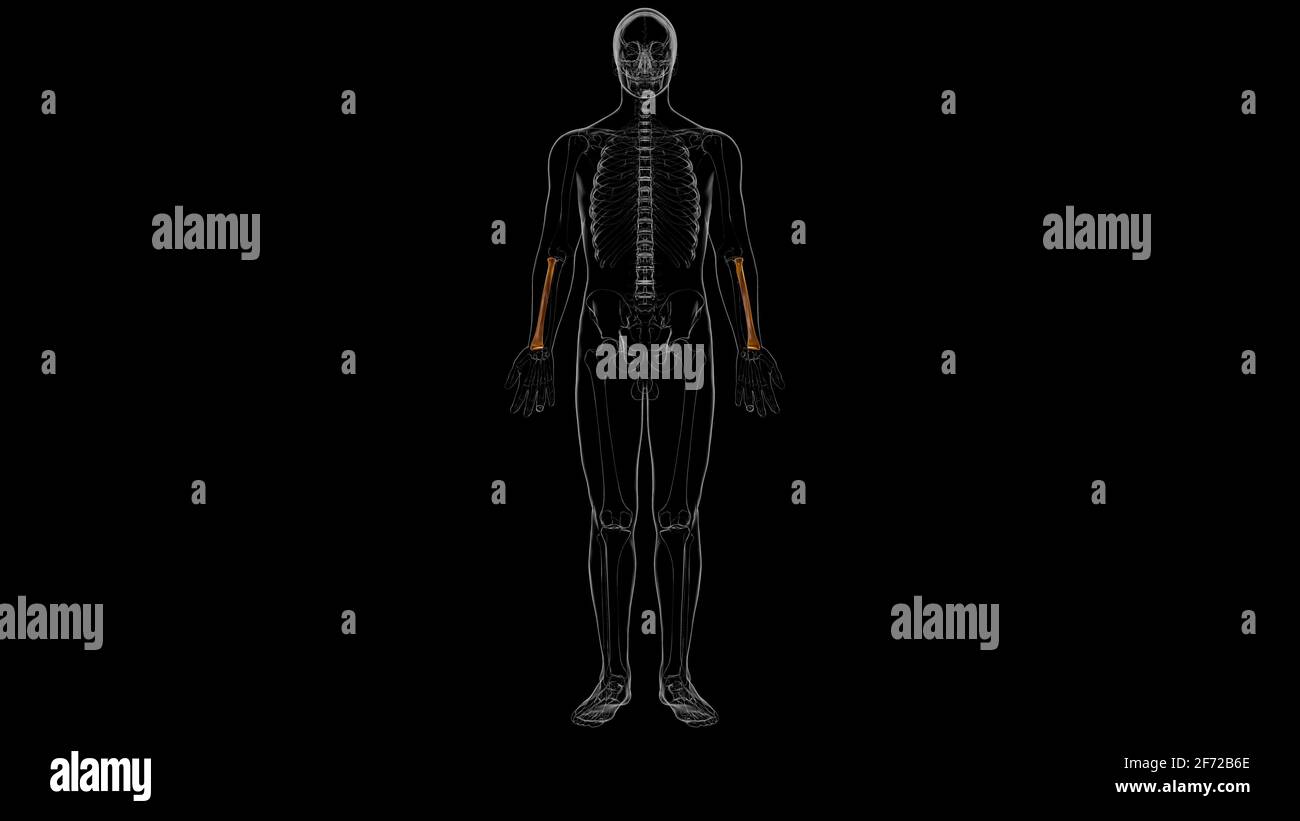 Human skeleton anatomy Radius Bone 3D Rendering For Medical Concept ...