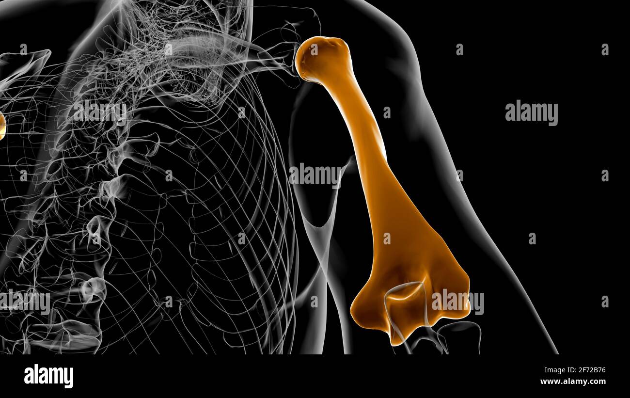 Human skeleton anatomy Humerus Bone 3D Rendering For Medical Concept ...