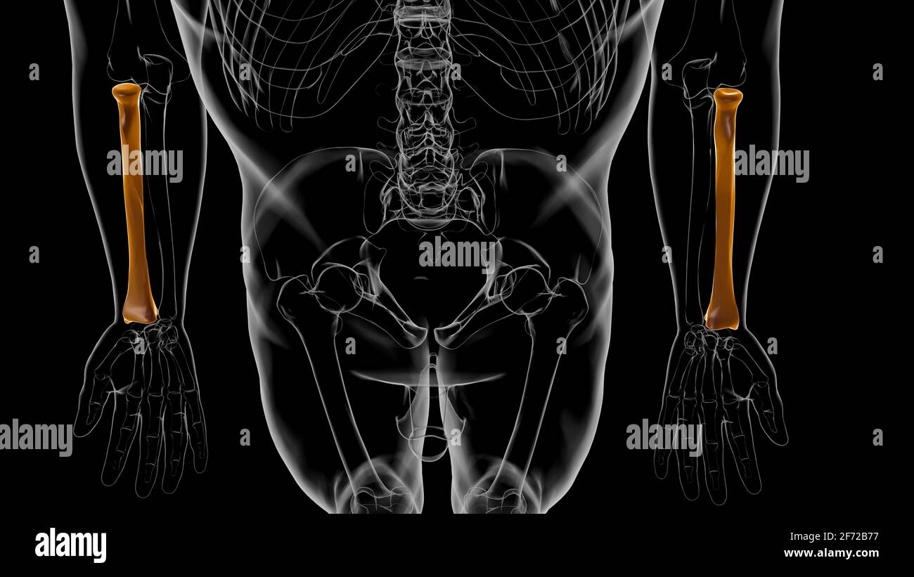 Human skeleton anatomy Radius Bone 3D Rendering For Medical Concept ...