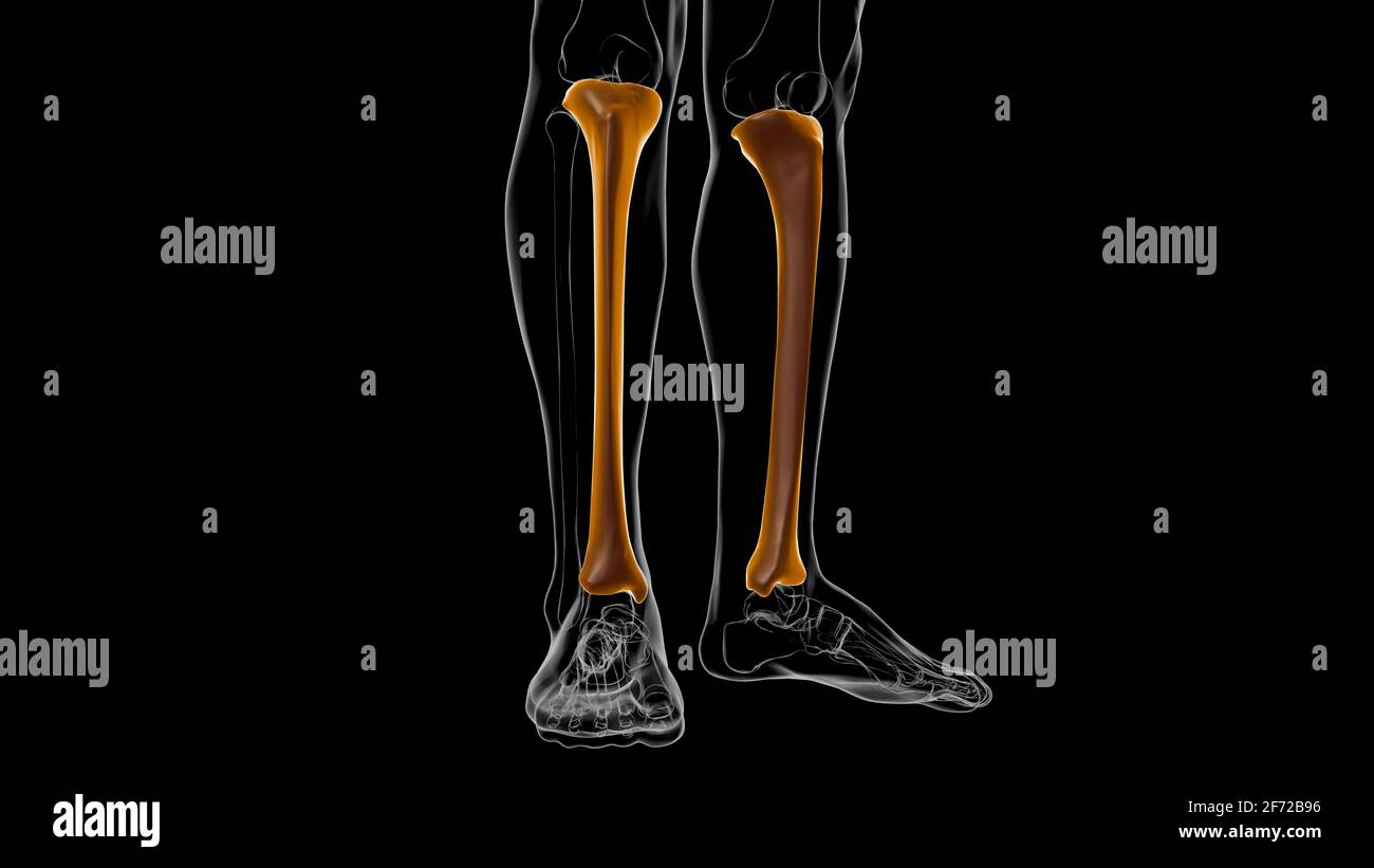 Distal Tibia High Resolution Stock Photography and Images - Alamy