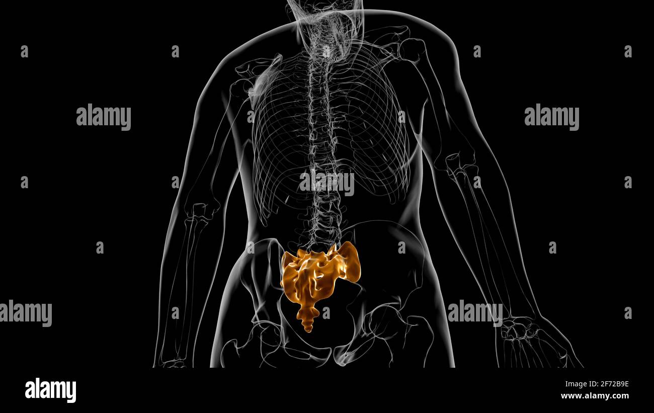 Human skeleton anatomy Sacral Bone 3D Rendering For Medical Concept ...
