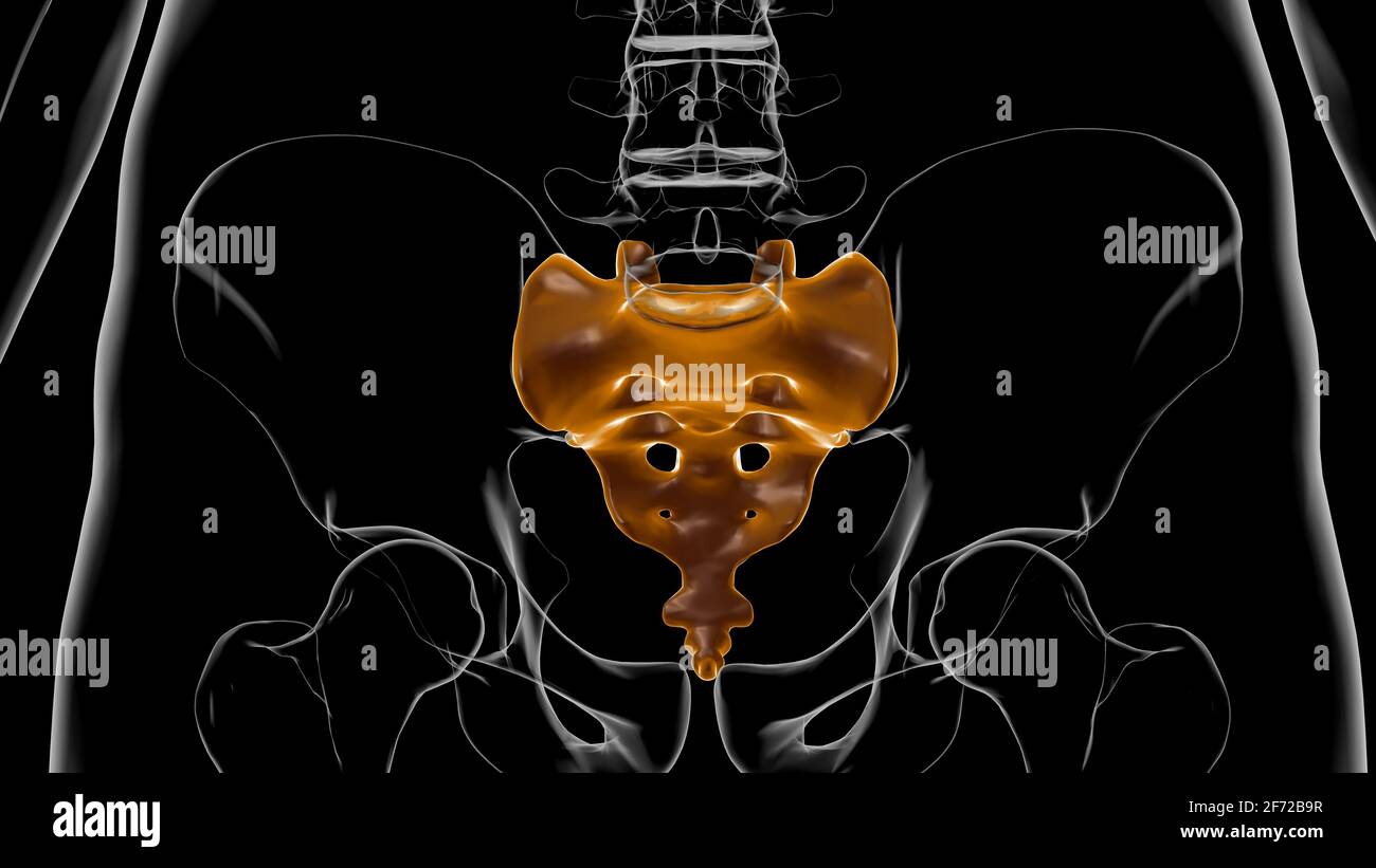 Human skeleton anatomy Sacral Bone 3D Rendering For Medical Concept ...