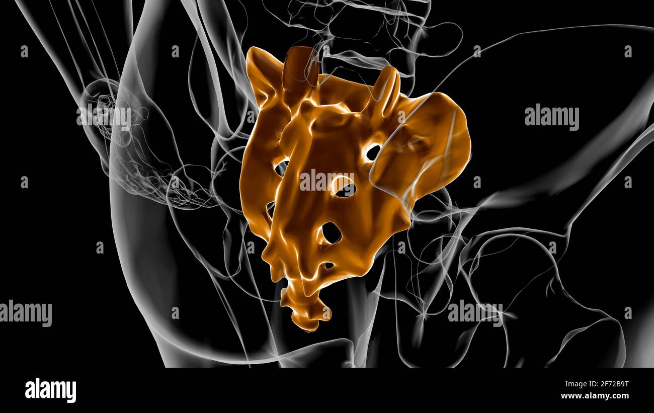 Human skeleton anatomy Sacral Bone 3D Rendering For Medical Concept ...