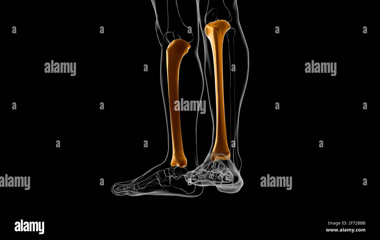 Human skeleton anatomy Tibia Bone 3D Rendering For Medical Concept ...