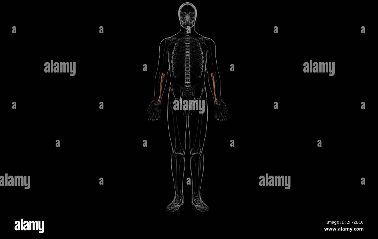 Human skeleton anatomy Ulna Bone 3D Rendering For Medical Concept Stock ...