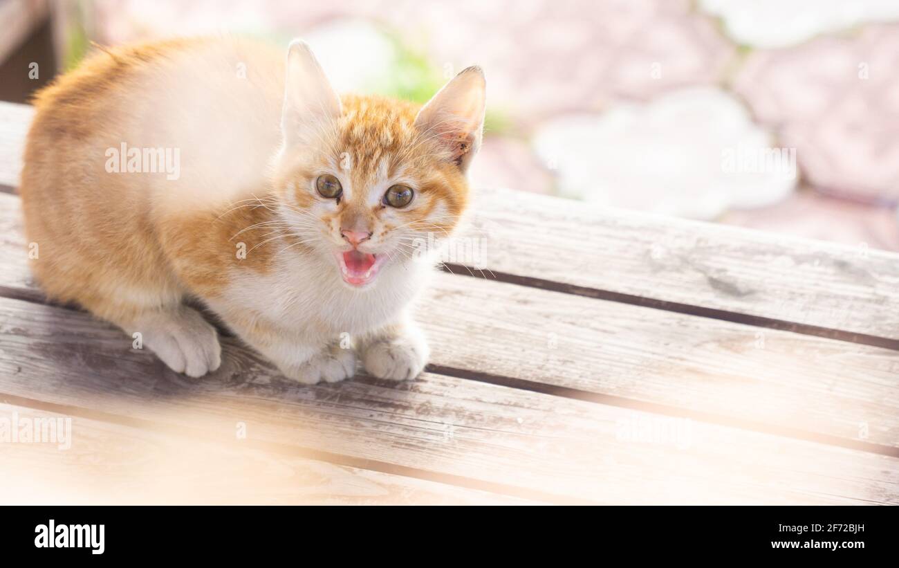 Sweet little cat hi-res stock photography and images - Alamy