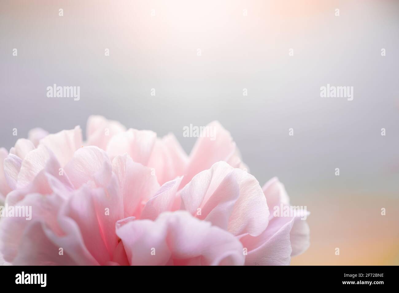 Wet carnation flower carnation flower hi-res stock photography and ...