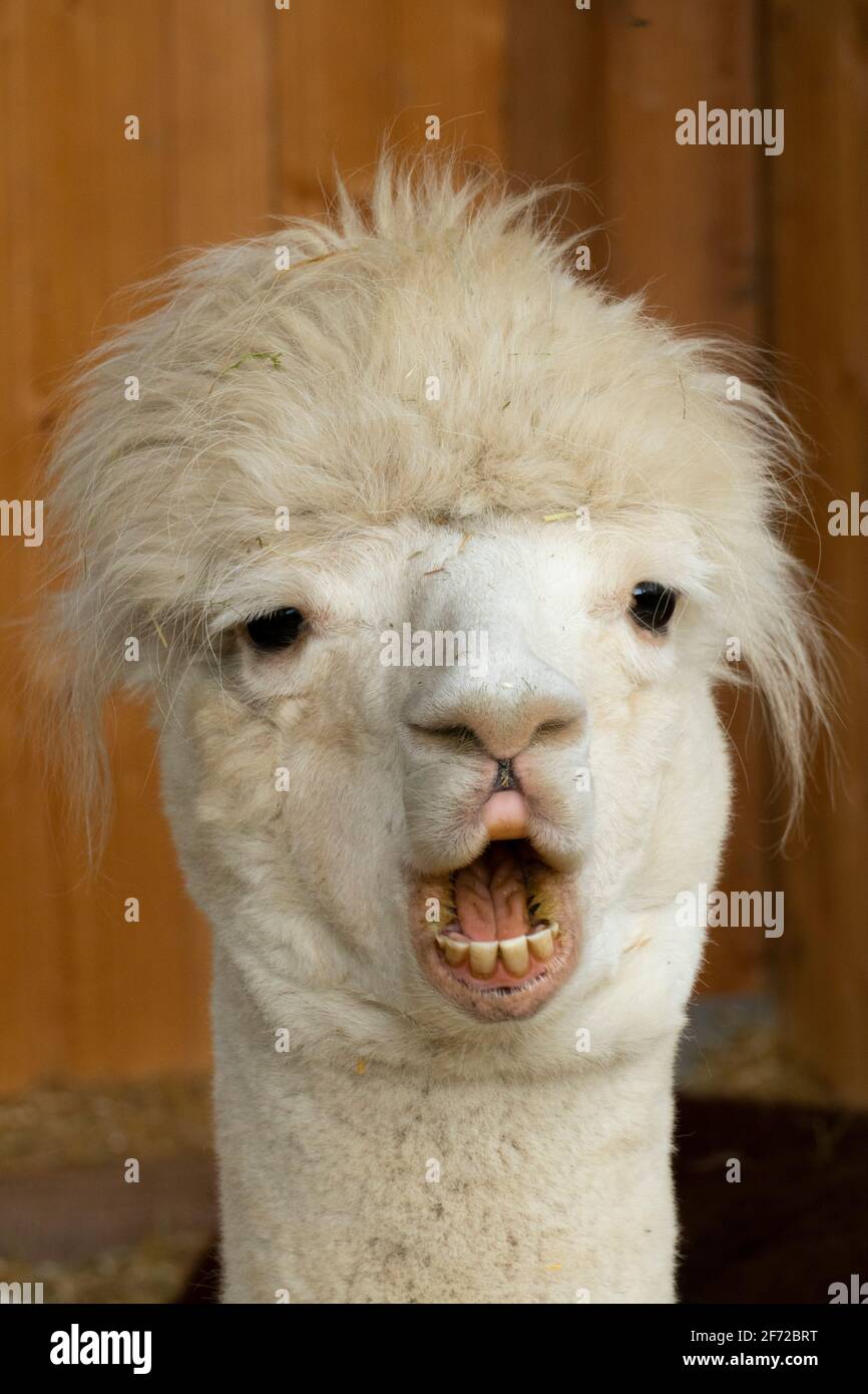 Alpaka huacaya hi-res stock photography and images - Alamy