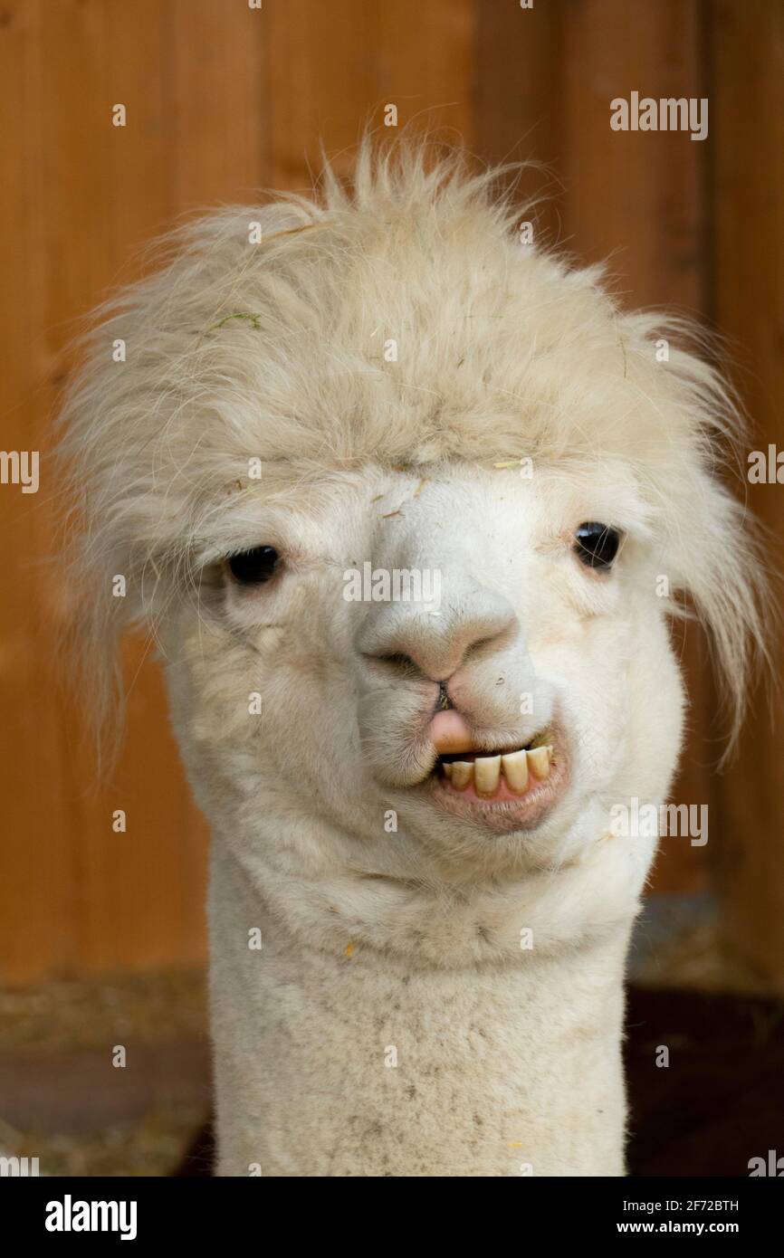 Witzig hi-res stock photography and images - Alamy