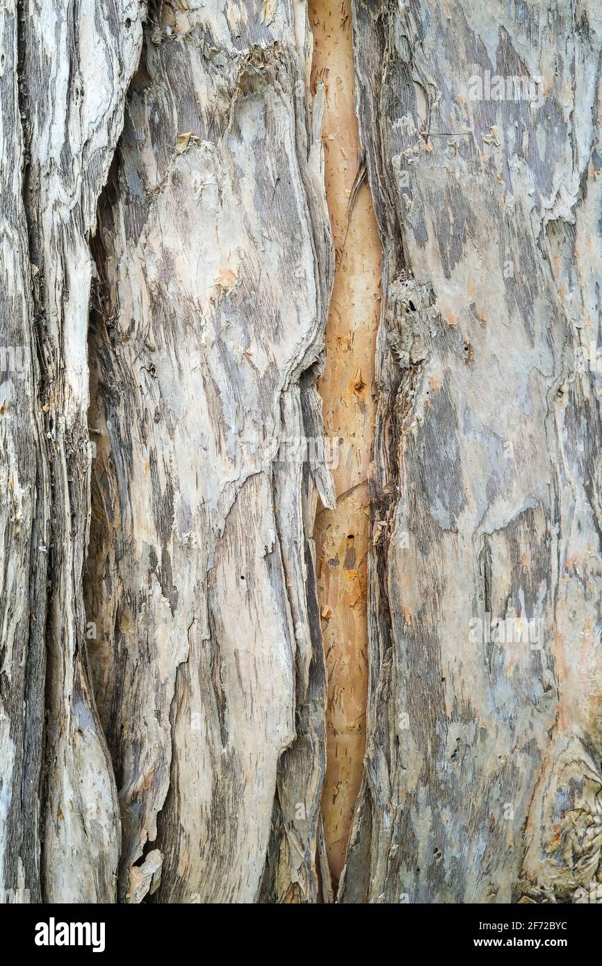 Melaleuca tree hi-res stock photography and images - Alamy