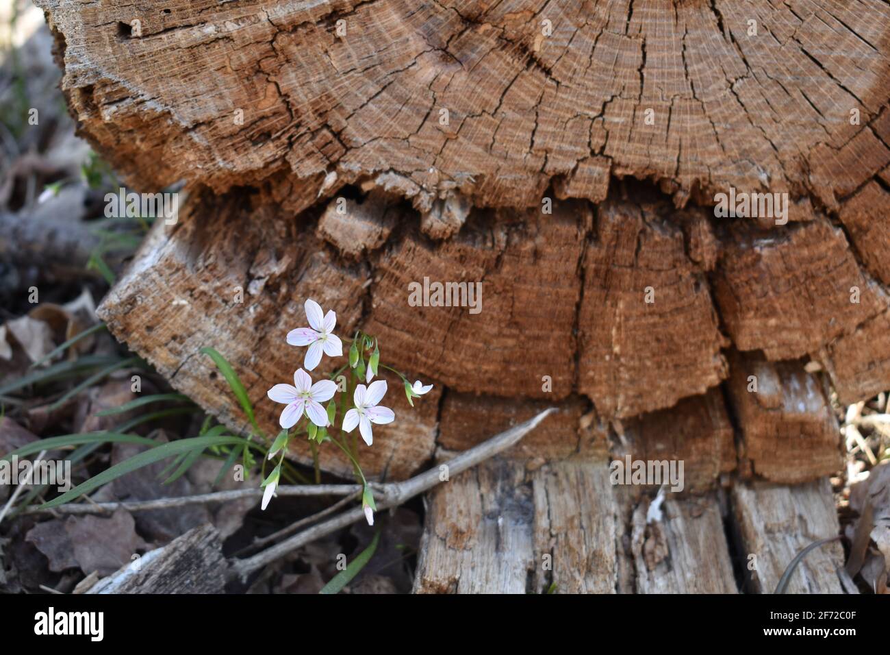 Keep out sign by a dangerous cave Stock Photo - Alamy